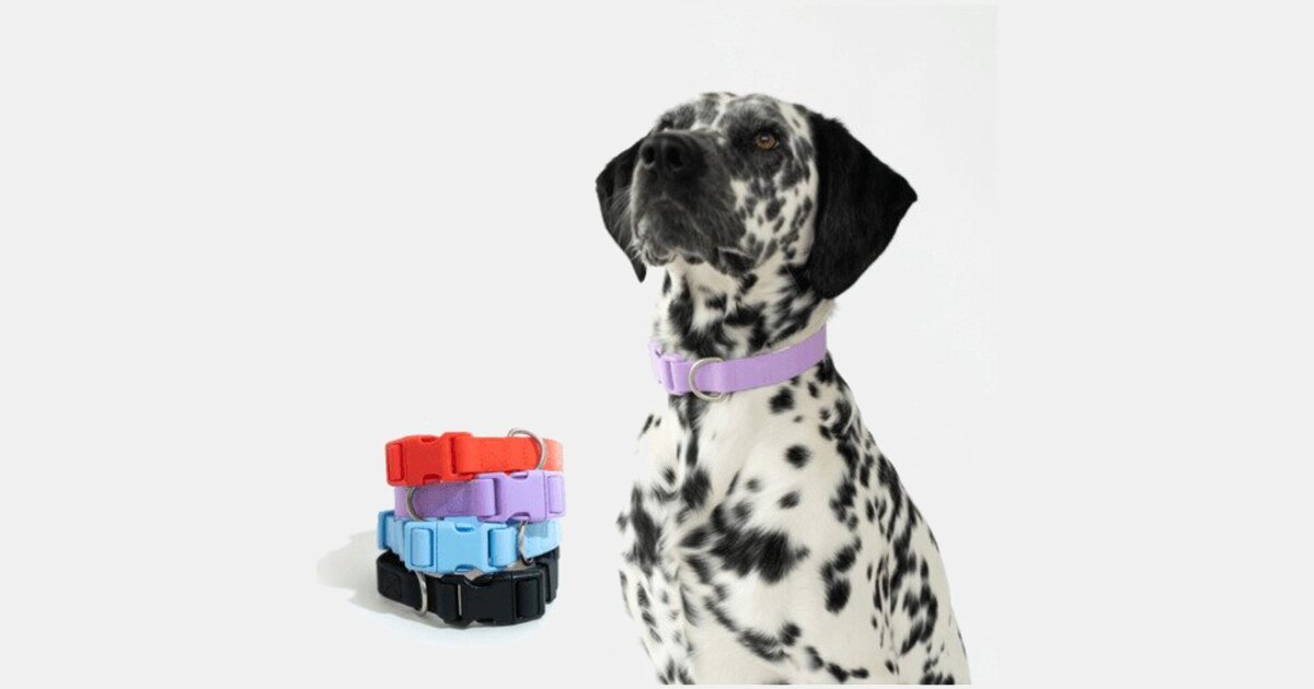Springer Large Dog Collar with your logo | ImprintLogo.com